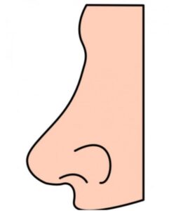 Le point sur les difféérents types de nez